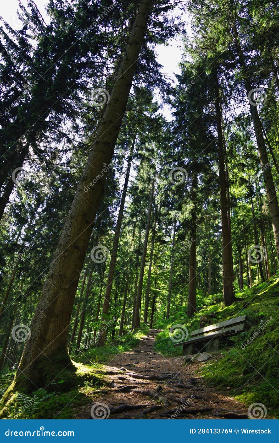Scenic View of a Green Forest at Golden Hour Stock Image - Image of ...