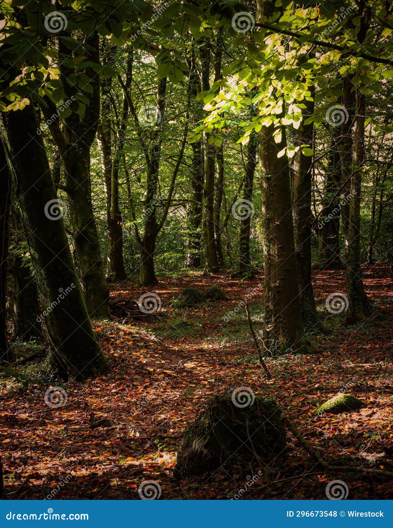 Scenic View of a Green Forest in Sunlight Stock Photo - Image of scenic ...