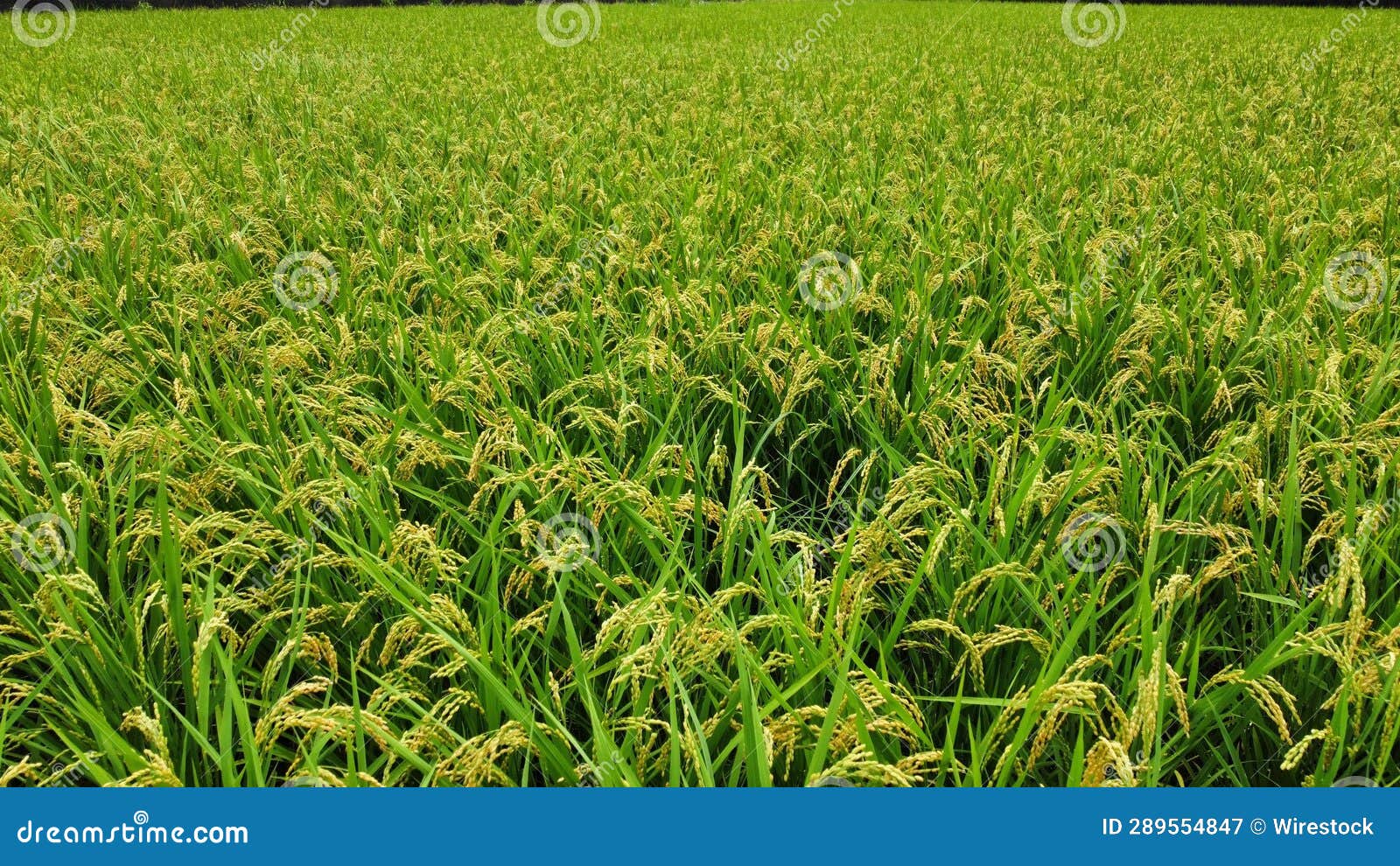 Scenic View of a Green Rice Field Stock Image - Image of farmland ...
