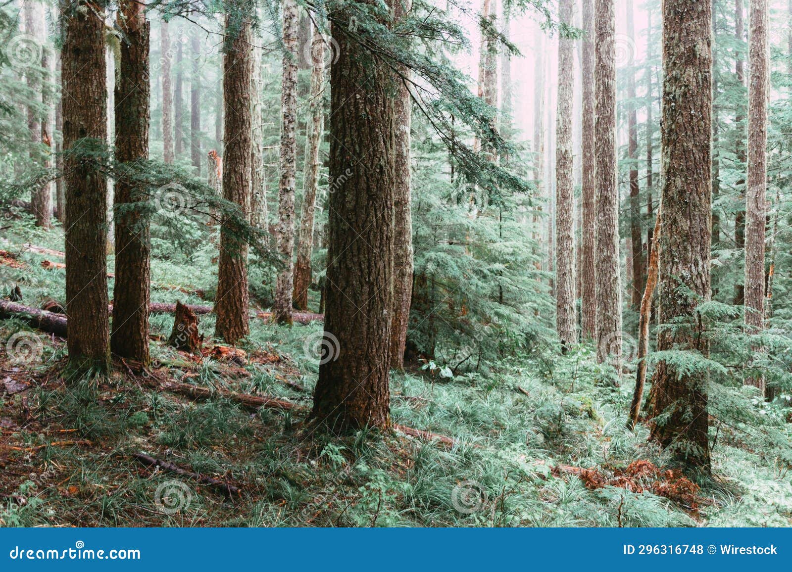 Scenic View of Green Trees in a Forest Stock Photo - Image of vista ...