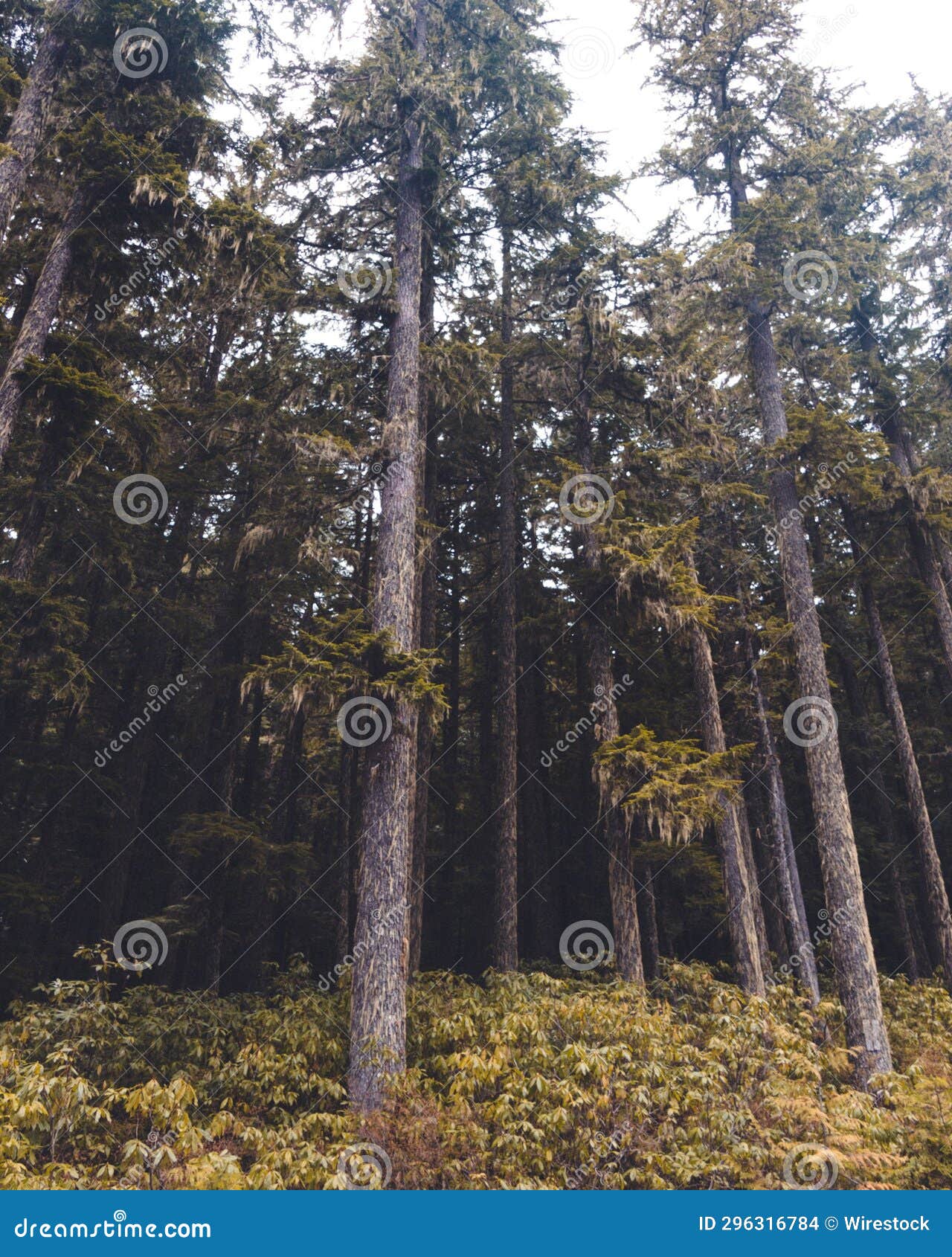 Scenic View of Green Trees in a Forest Stock Photo - Image of nature ...