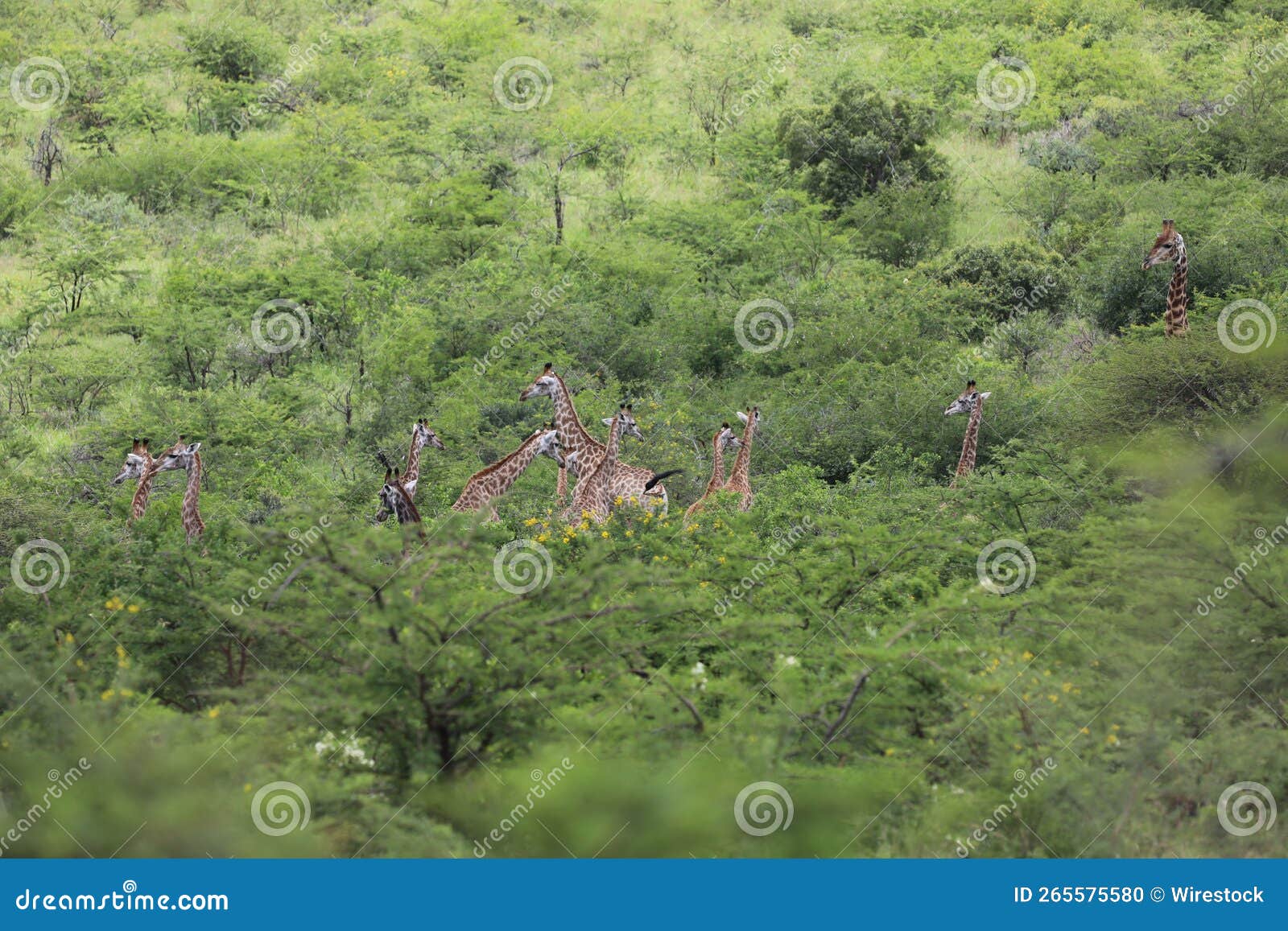 Scenic View of a Group of Giraffes Seen in a Green Forest Stock Photo ...