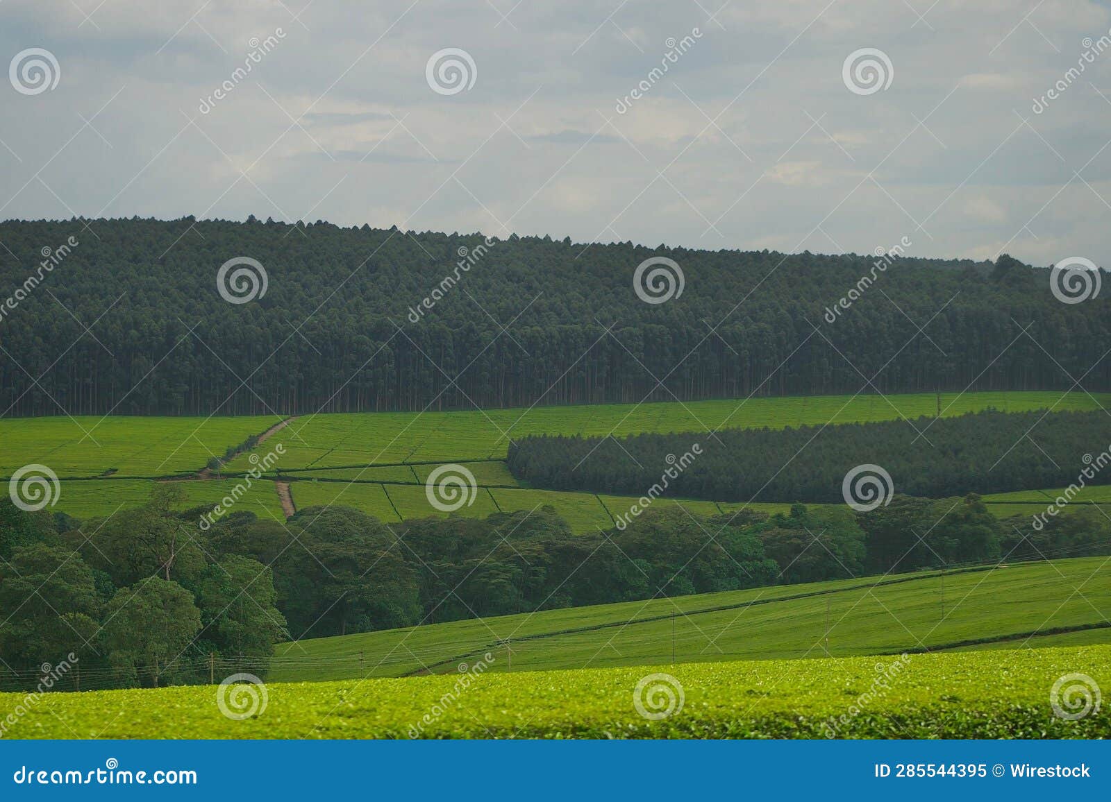Scenic View of Kericho Tea Felids, Kenya. Stock Image - Image of ...