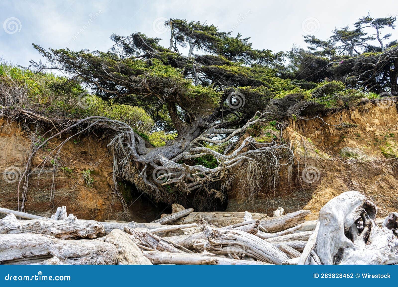 Scenic View of a Large Tree with Roots Sticking Out of the Soil in a ...