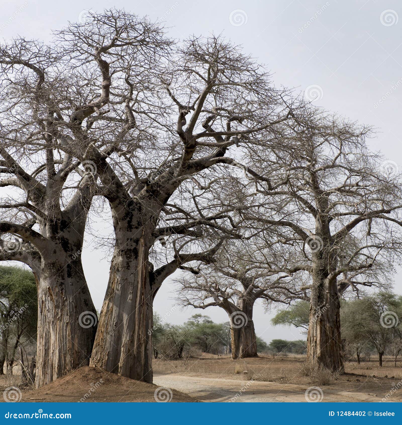 Scenic view of large trees stock photo. Image of rural - 12484402