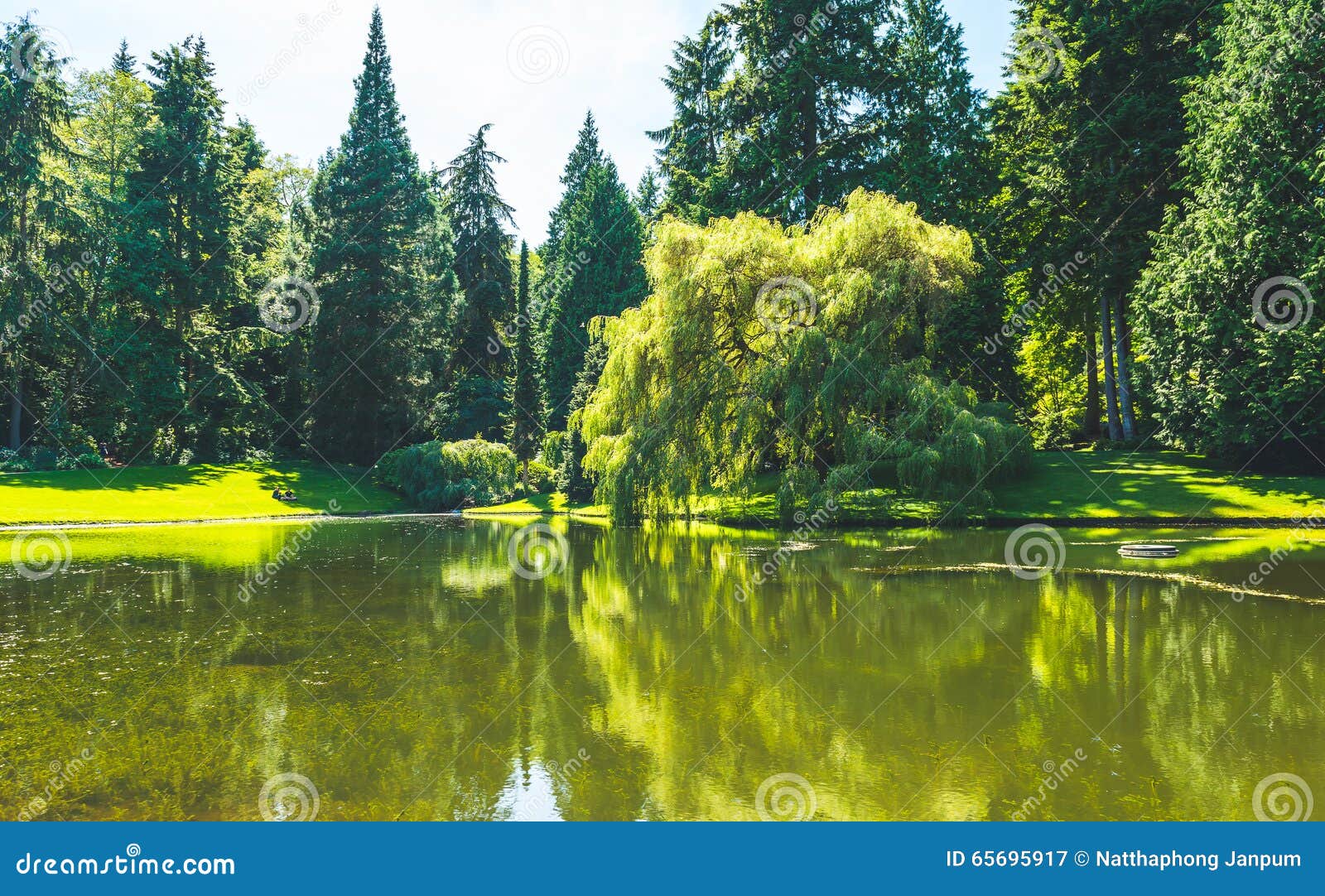 Scenic View of Lawn and Trees with Reflection in the Lagoon in B Stock ...