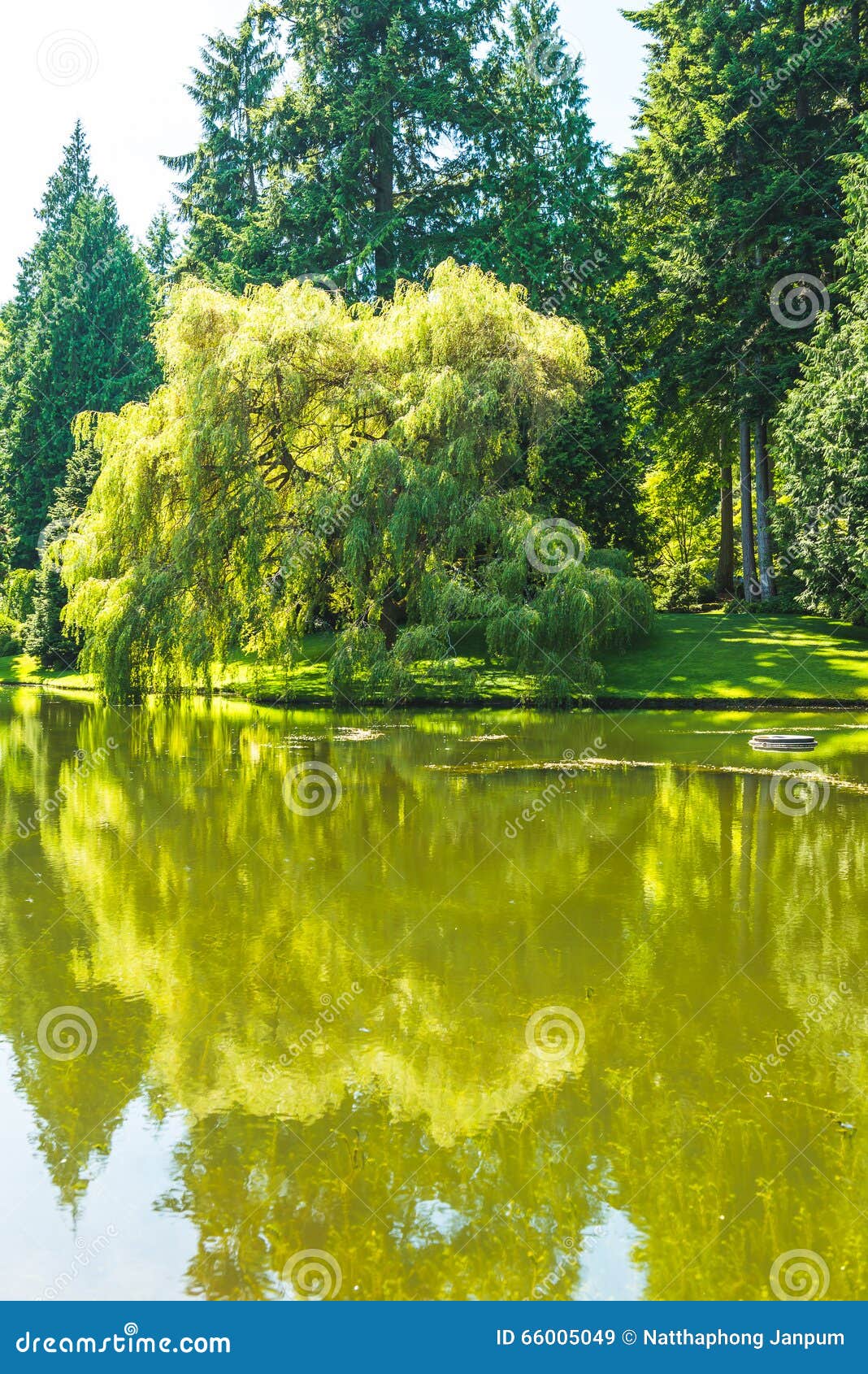 Scenic View of Lawn and Trees with Reflection in the Lagoon in ...