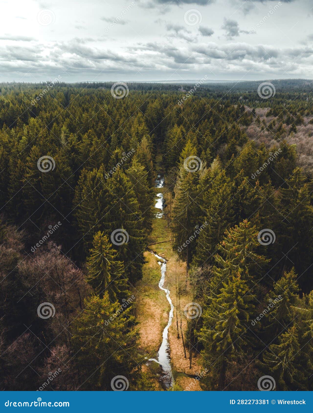 Scenic View of a Lush Forest with a Narrow Stream in the Countryside ...