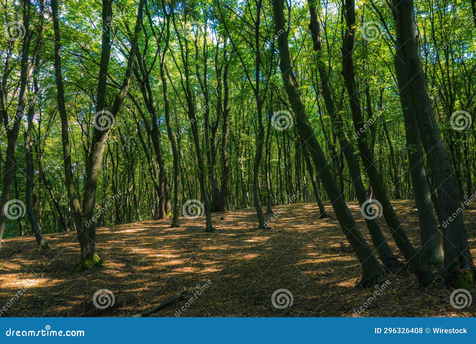 Scenic View of a Lush Green Forest on a Sunny Day Stock Photo - Image ...