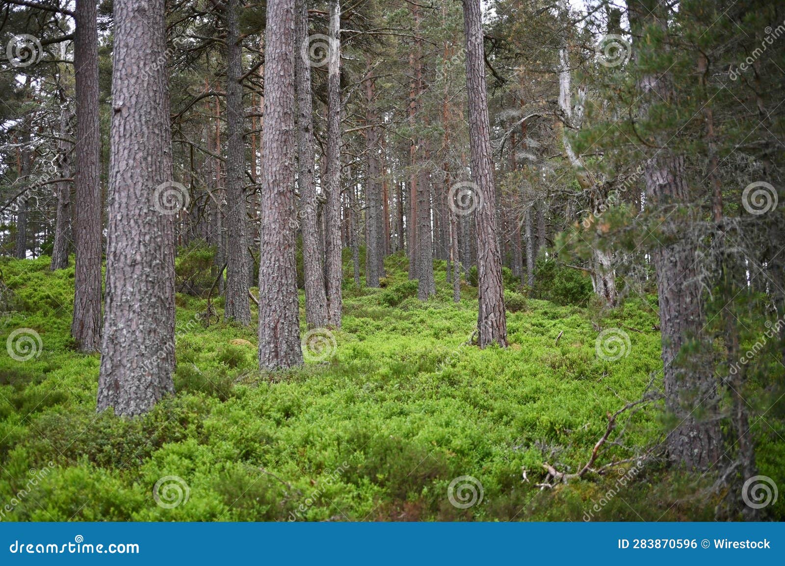 Scenic View of a Lush, Green Forest with Tall, Pine Trees Stock Photo ...