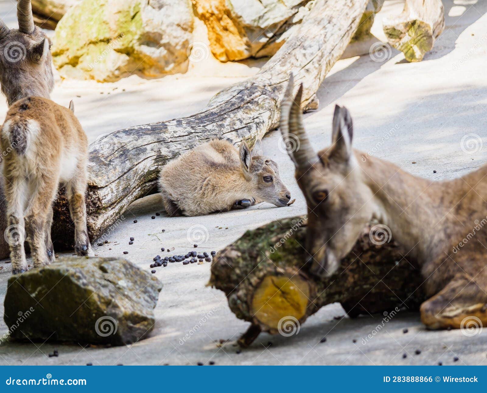 Scenic View of Markhor Goats Resting in Their Enclosure Stock Photo ...