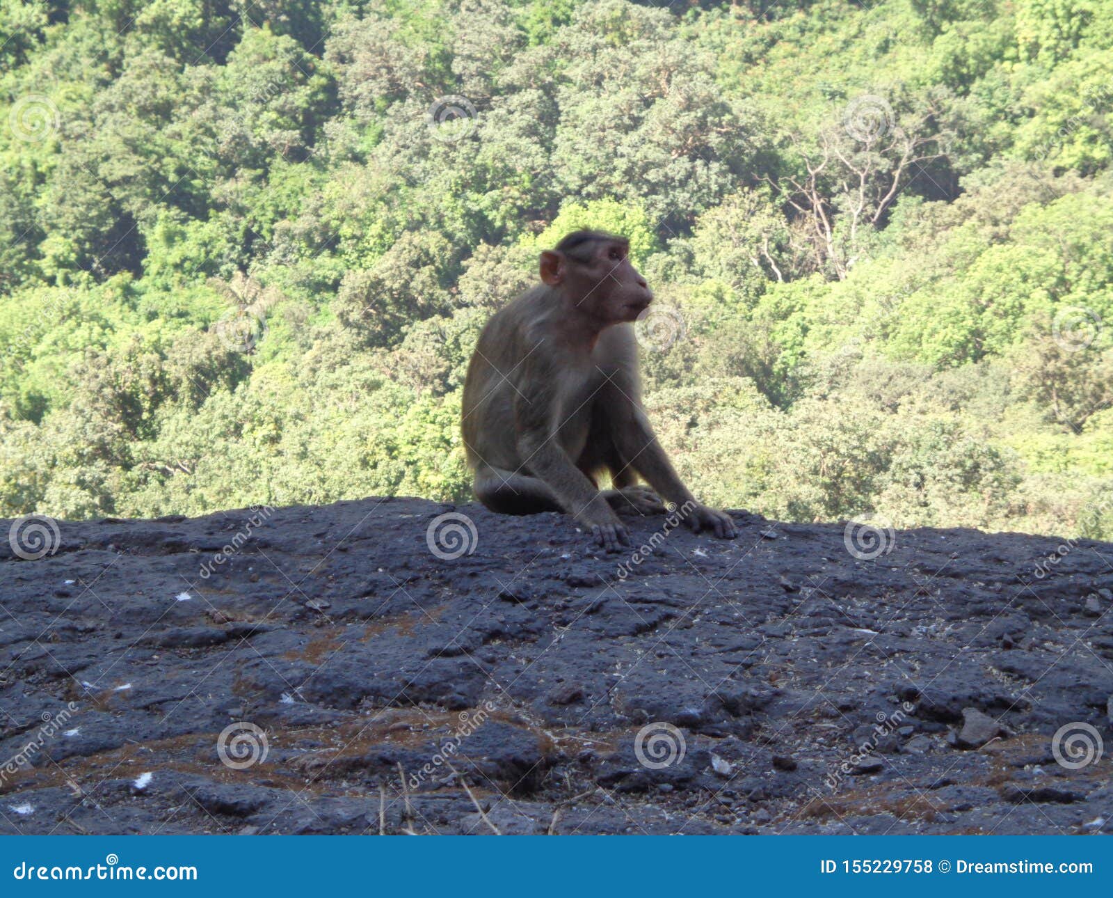 Scenic View of Monkey Wildlife in Forest Trees and Dense Forest Stock ...