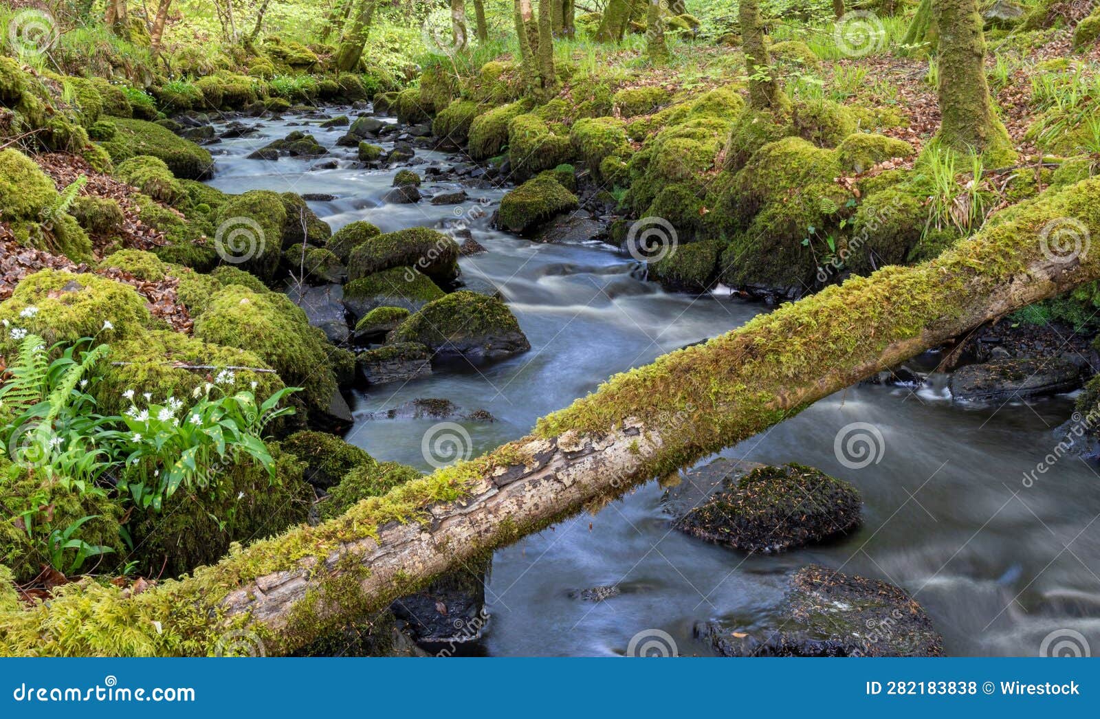 Scenic View of a Mossy Tree Log Over a River in a Forest Stock Photo ...