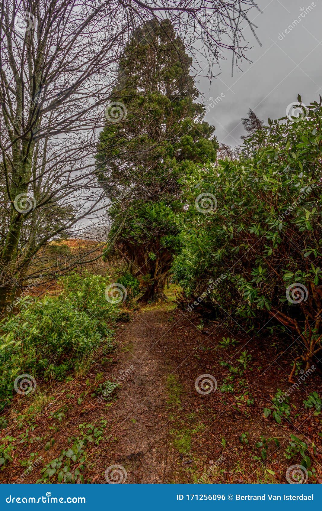 A Scenic View of a Muddy Mountain Path with Trees and Bushes Under a ...