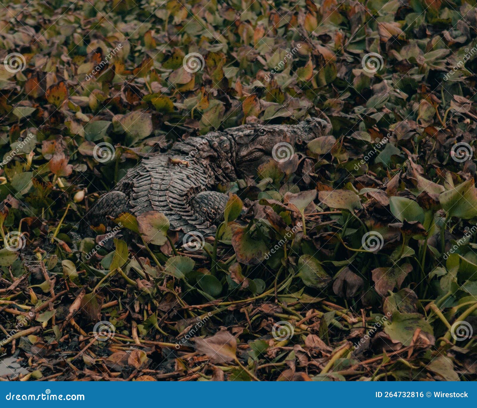 Crocodile Crawling On The Ground In An Animal Orphanage Captured In ...