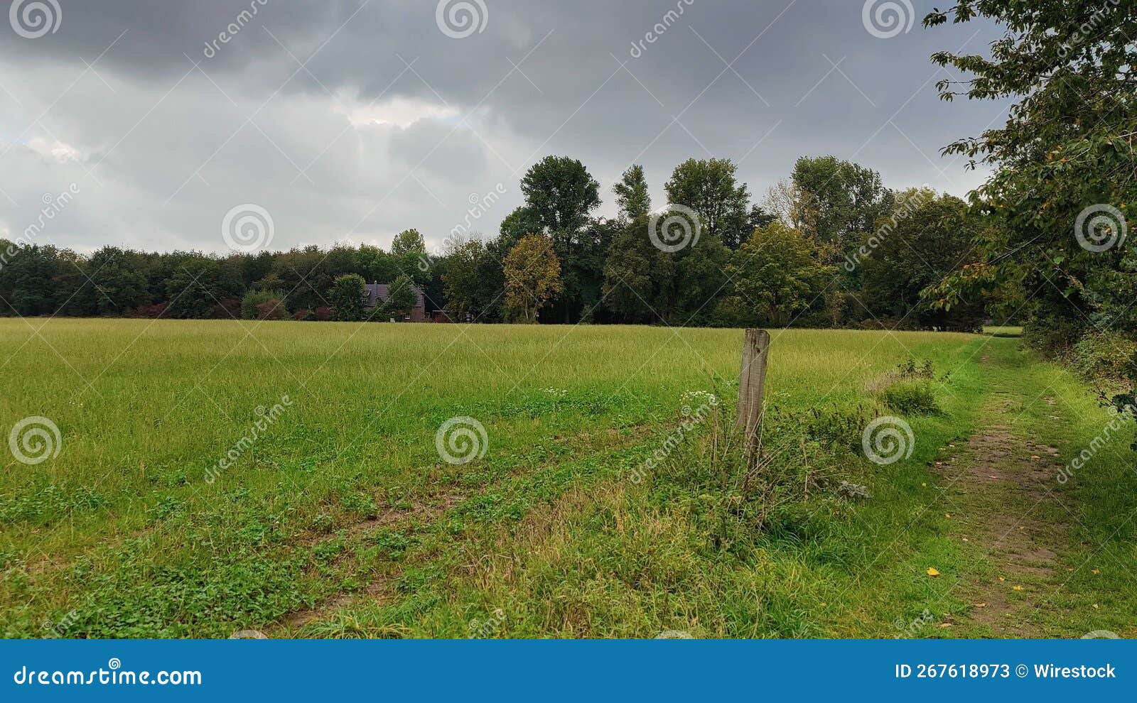 Scenic View of an Open Field with a Tree Line in the Back Seen on a ...