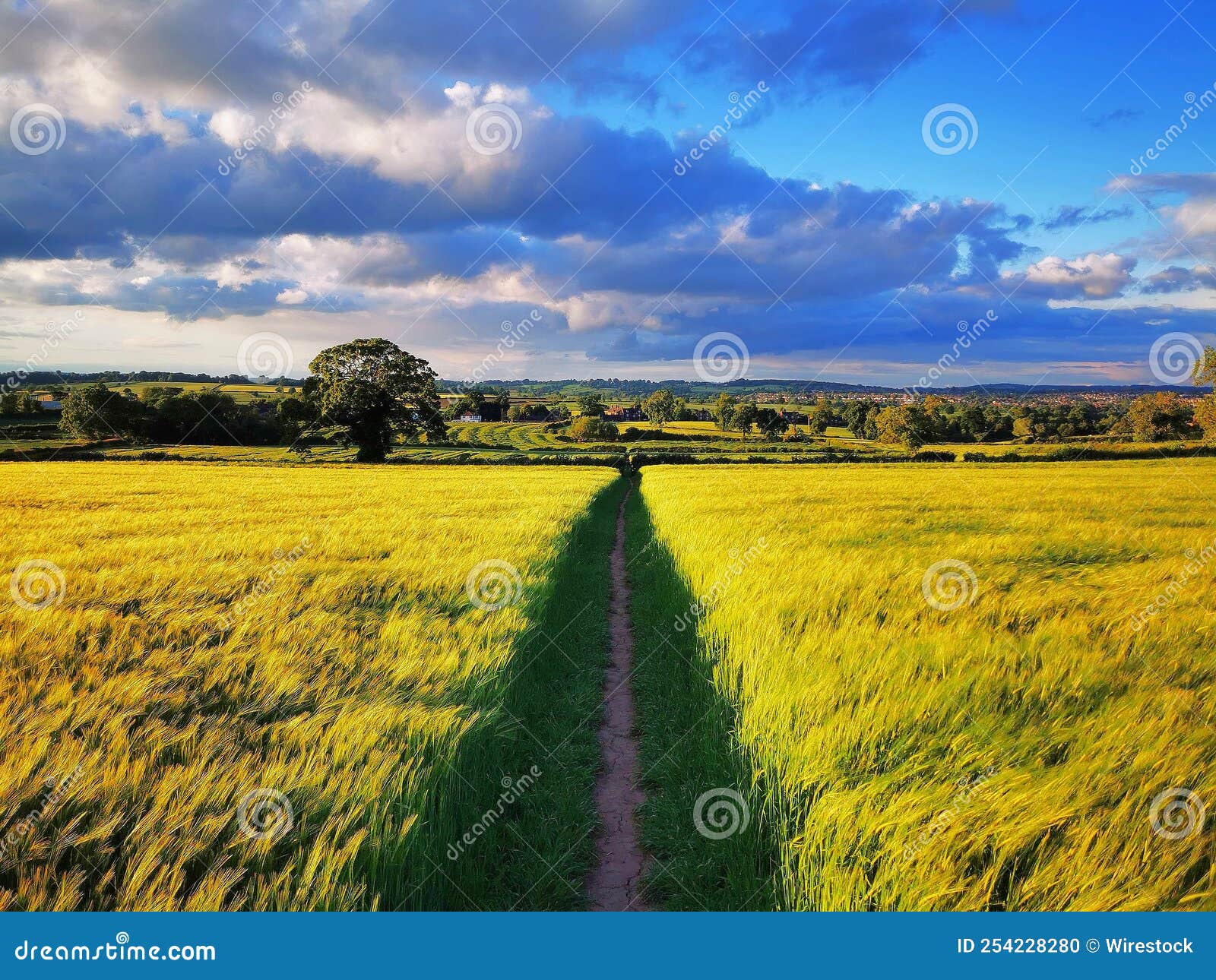 Scenic View of a Path through a Corn Field Under Blue Sky on a Windy ...