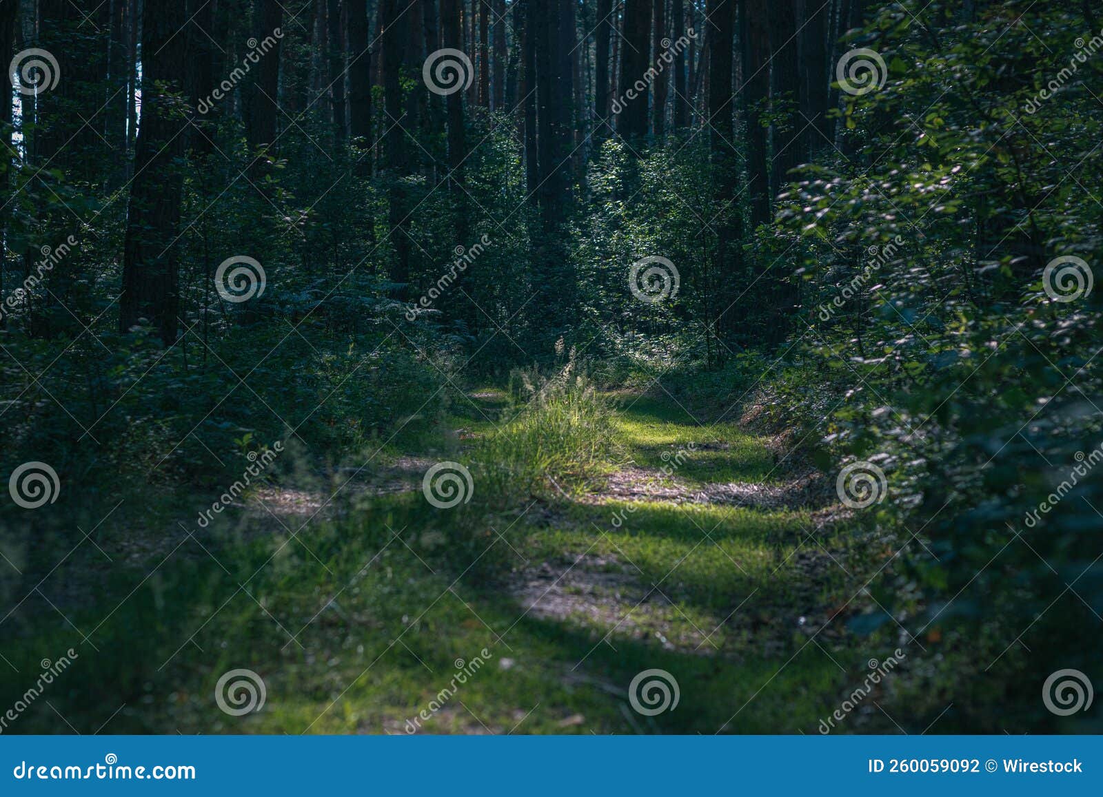 Scenic View of a Path Covered with Some Grass Going through a Forest ...