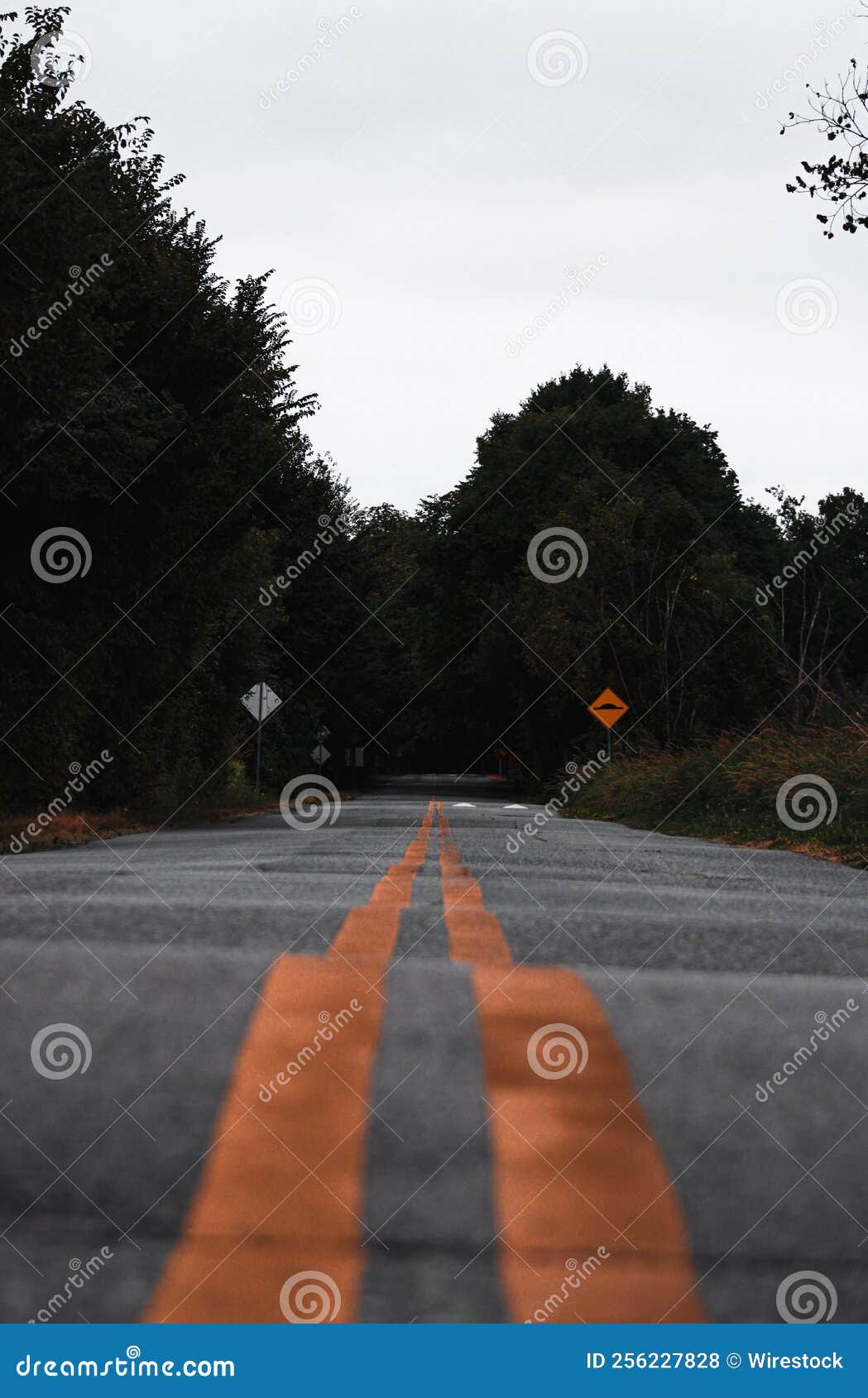 Scenic View of a Path Going through a Forest Stock Photo - Image of ...