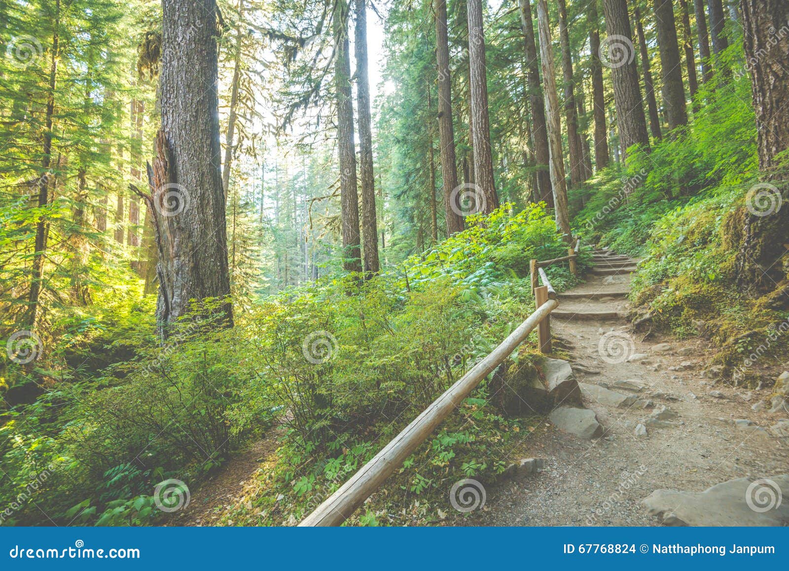 Scenic View of Path Way in the Forest with Sun Light. Stock Photo ...