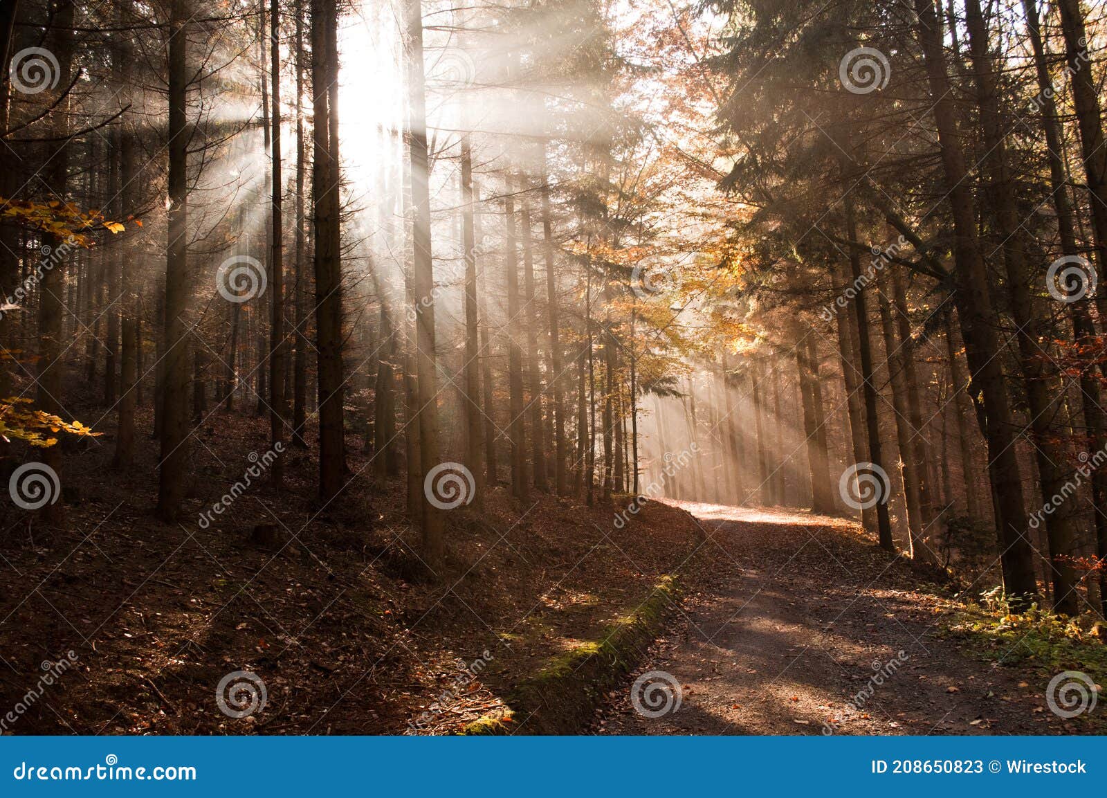 Scenic View of a Pathway with Sun Rays through the Trees Stock Image ...