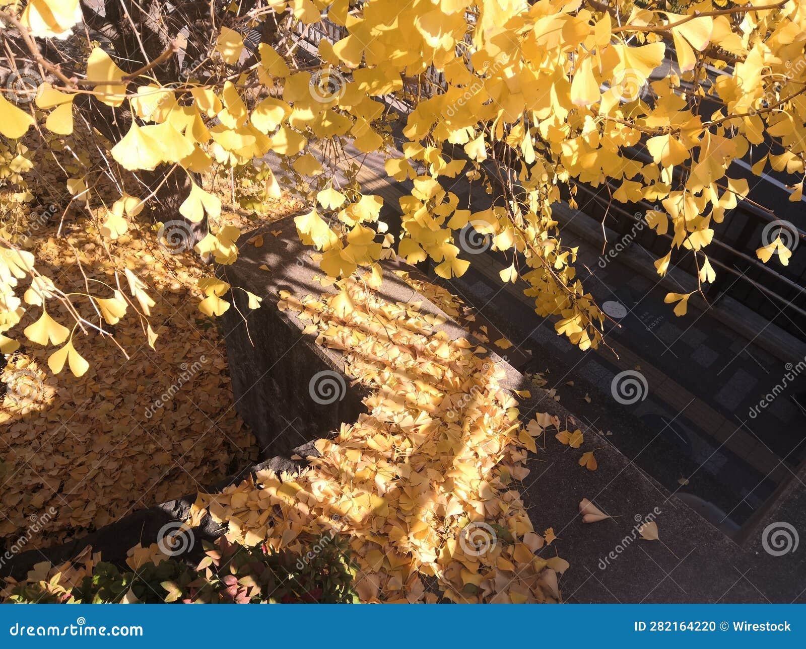 Scenic View of a Pavement Covered with Yellow Autumn Leaves Under a ...