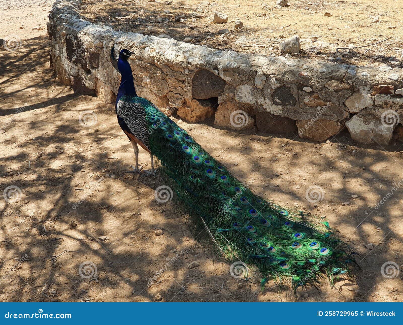 Scenic View of a Peacock Bird Roaming Around in a Zoo Stock Image ...