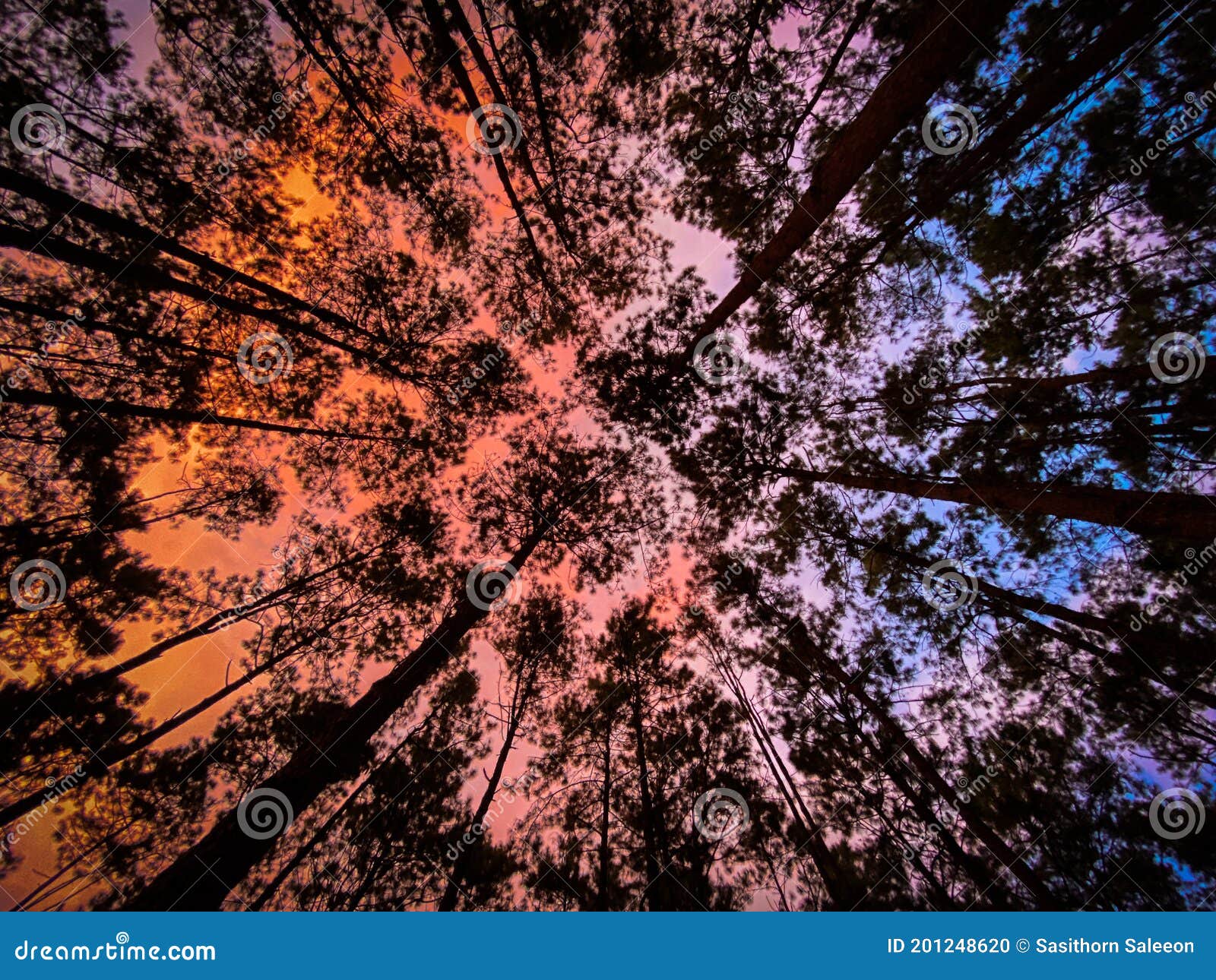 Scenic View of Pine Tree with Twilight in the Forest when Looking Up ...