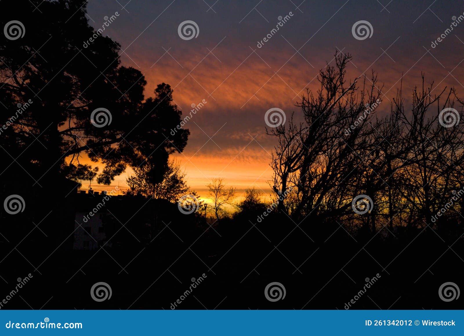 Scenic View of the Pink Sunset in the Background of Tree Silhouettes ...