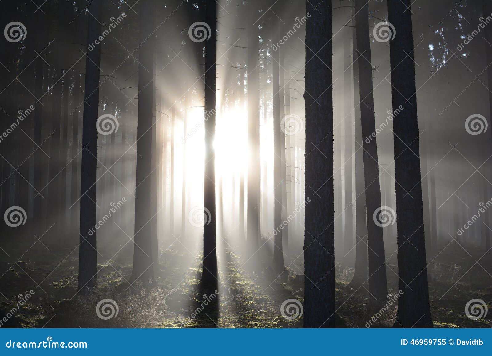 Scenic View of Rays of Sun Beaming through the Silhouette Trees. Stock ...