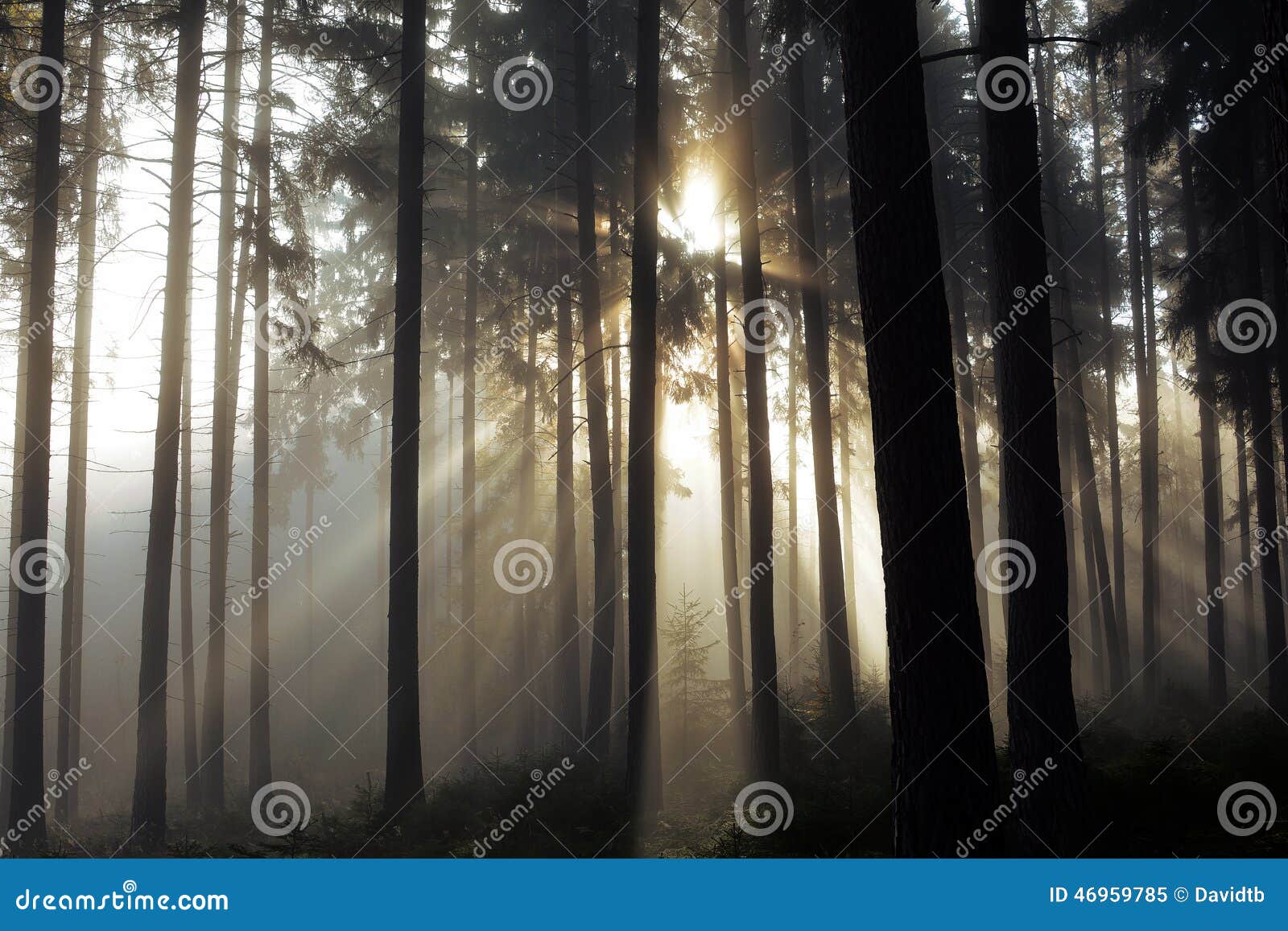Scenic View of Rays of Sun Beaming through the Silhouette Trees. Stock ...