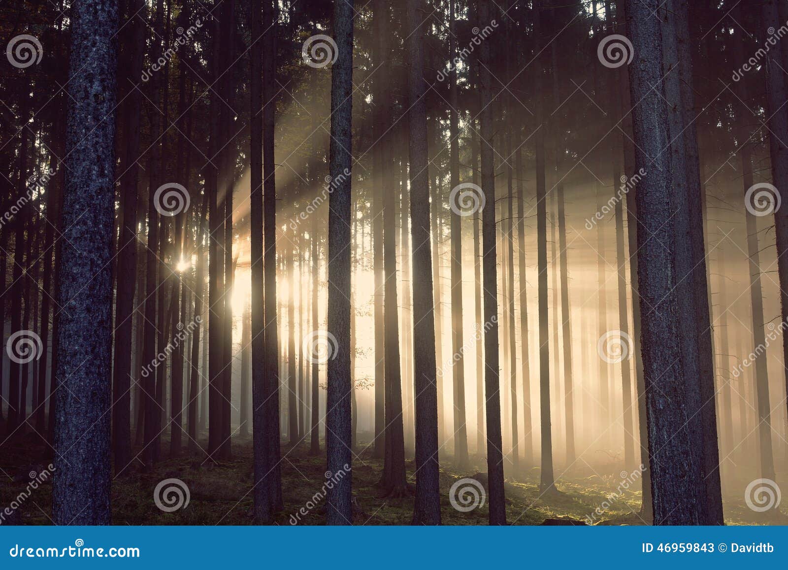 Scenic View of Rays of Sun Beaming through the Silhouette Trees. Stock ...