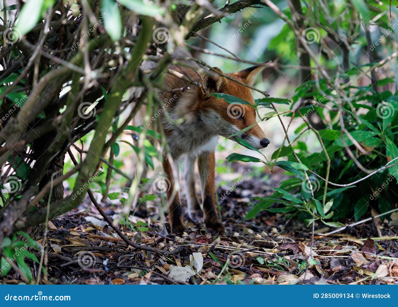 Scenic View of a Red Fox on a Green Lawn Stock Photo - Image of nature ...