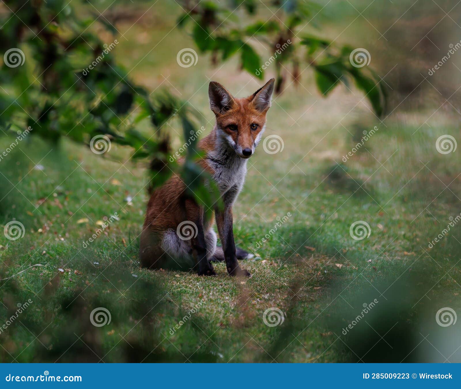 Scenic View of a Red Fox on a Green Lawn Stock Image - Image of natural ...