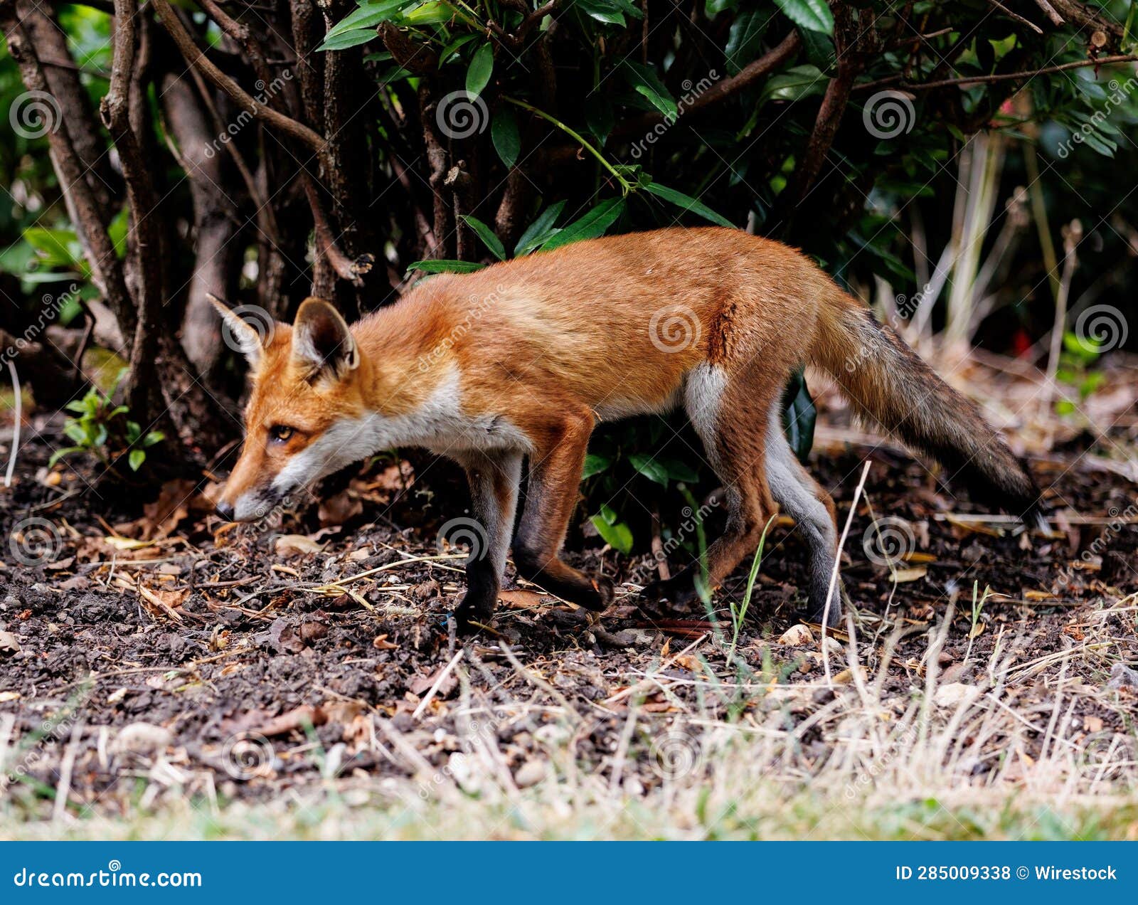 Scenic View of a Red Fox on a Green Lawn Stock Photo - Image of nature ...