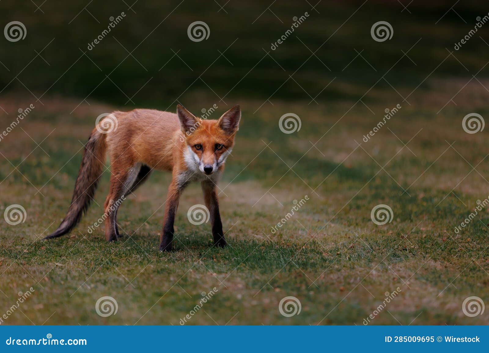 Scenic View of a Red Fox on a Green Lawn Stock Image - Image of nature ...