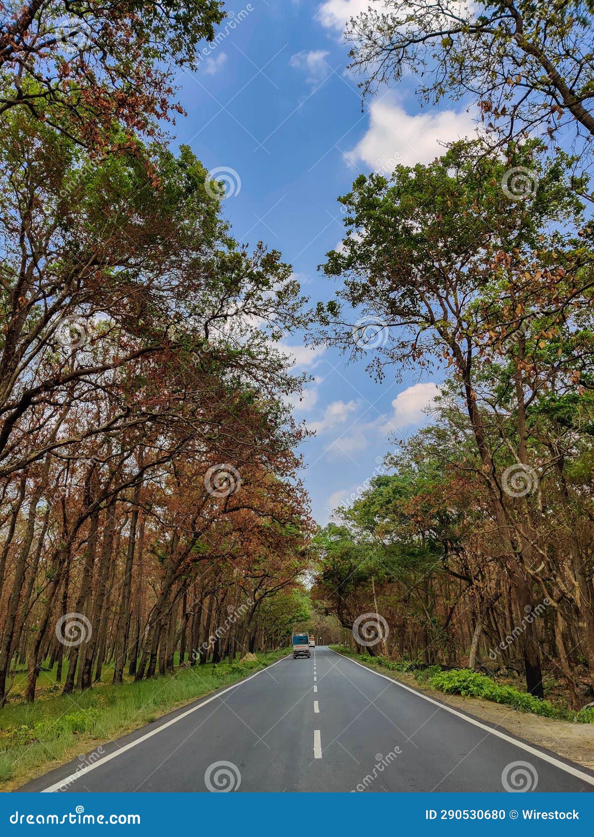 Scenic View of a Road Lined with Trees Extending into the Horizon on ...