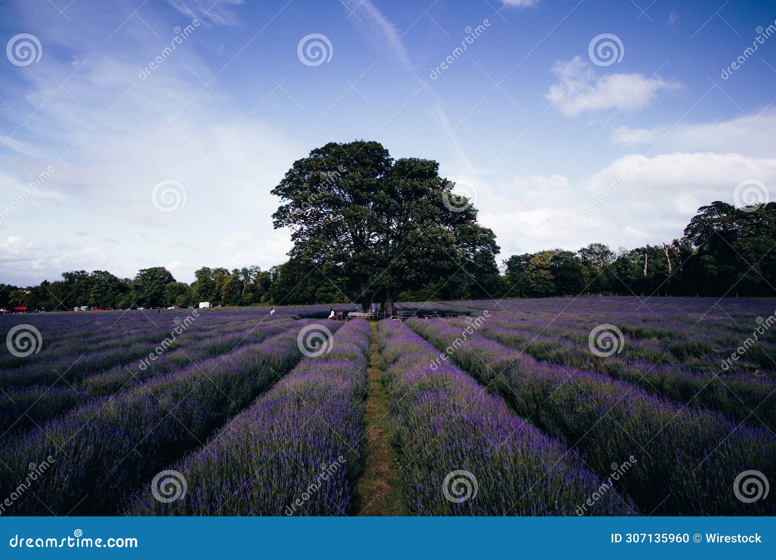Scenic View of Rows of Lavender Flowers Stock Photo - Image of harvest ...