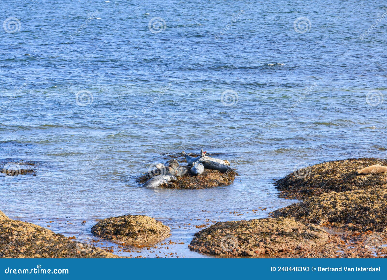 A Scenic View of Seals Resting on a Tiny Rock of the Scottish Coast ...