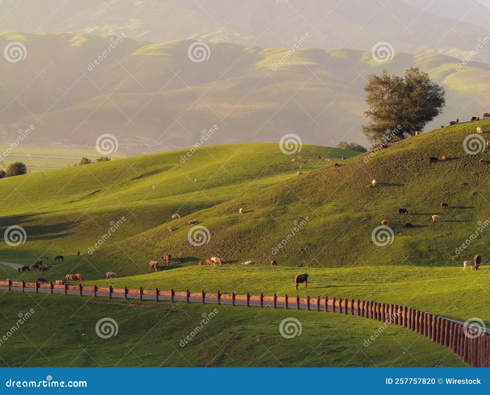 Scenic View of Small Hills with Animals and Beautiful Mountains in the ...
