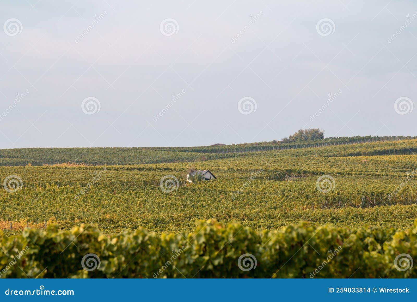 Scenic View of a Small House Built in a Vineyard Stock Photo - Image of ...