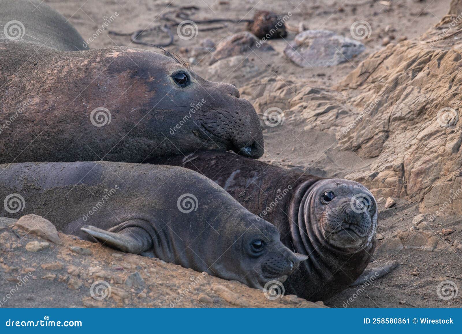 Scenic View of Southern Elephant Seals Lying on a Sandy Beach Stock ...