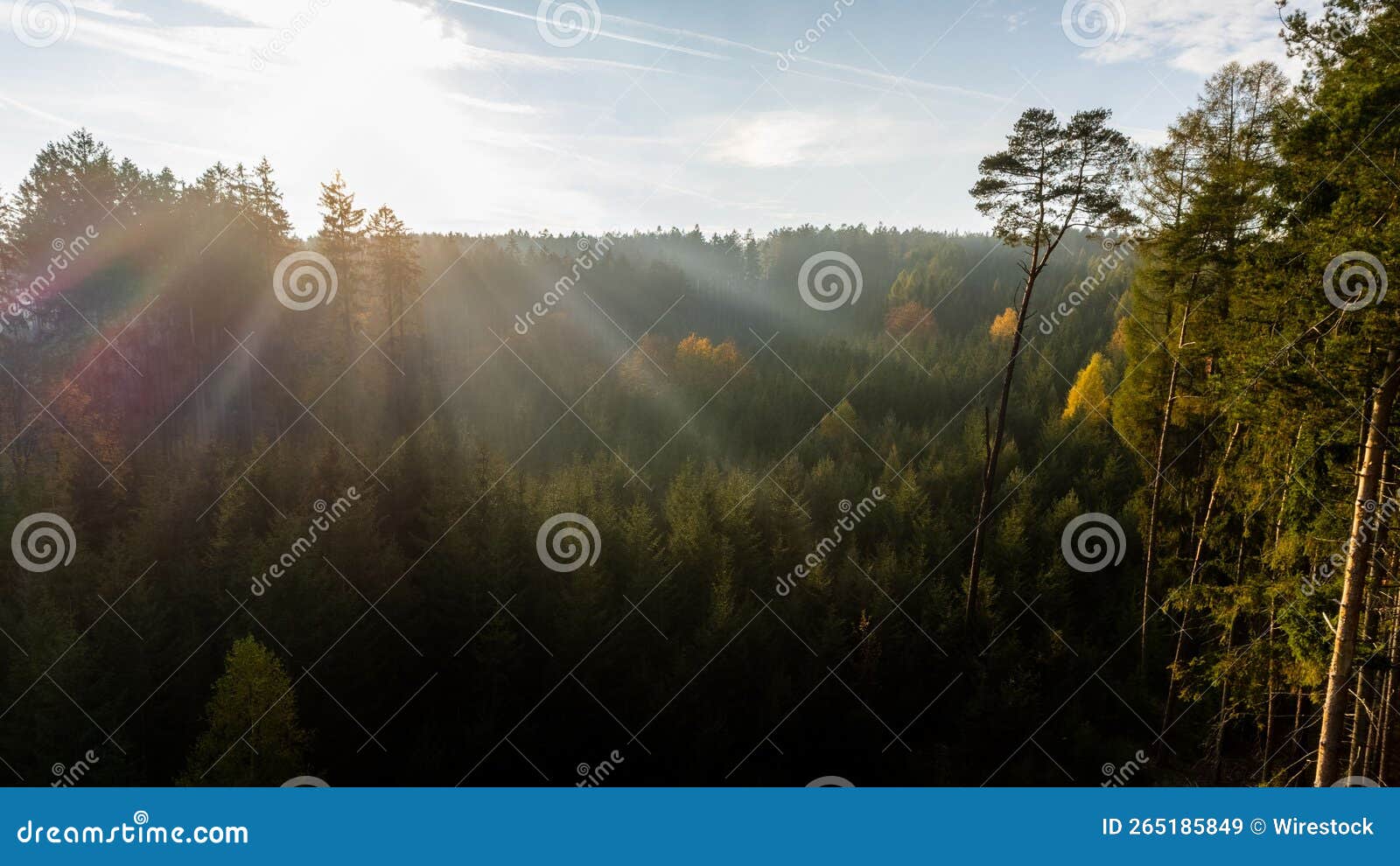 Scenic View of Sun Light through Forest Trees Stock Image - Image of ...