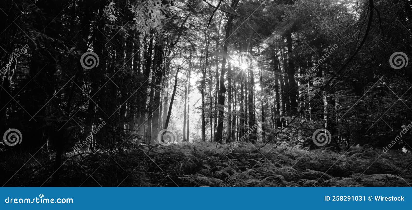 Scenic View of Sun Rays Shines in a Forest, Grayscale Shot Stock Image ...