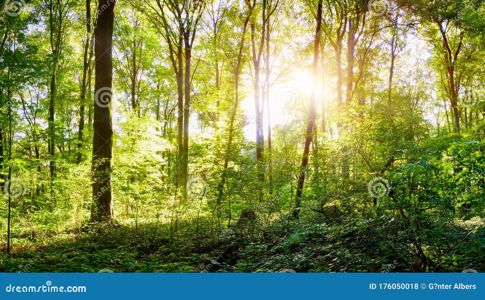 Sun Shining through Trees in Forest Stock Photo - Image of beauty ...