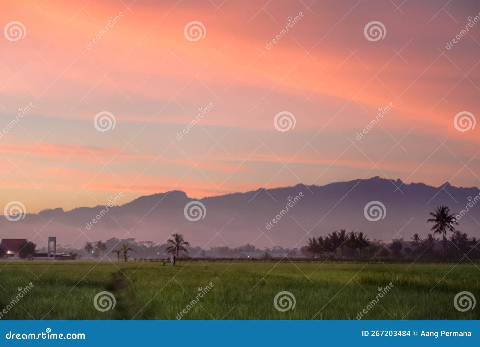 Scenic View Sunrise Time in the Rice Fields with Dramatic Cloud Stock ...