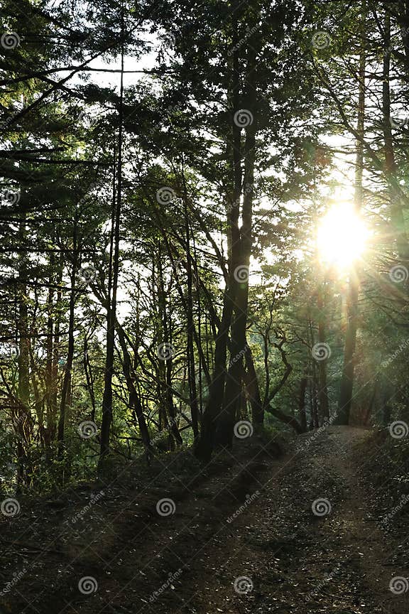 Scenic View of the Sunrise in the Tranquil Forest Stock Photo - Image ...