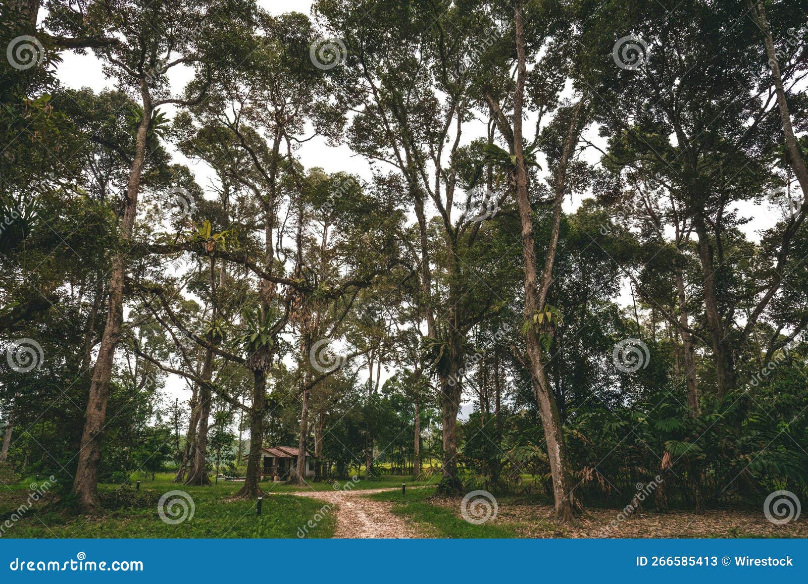 Scenic View of Tall Rainforest Trees and Jungle Landscape Stock Image ...