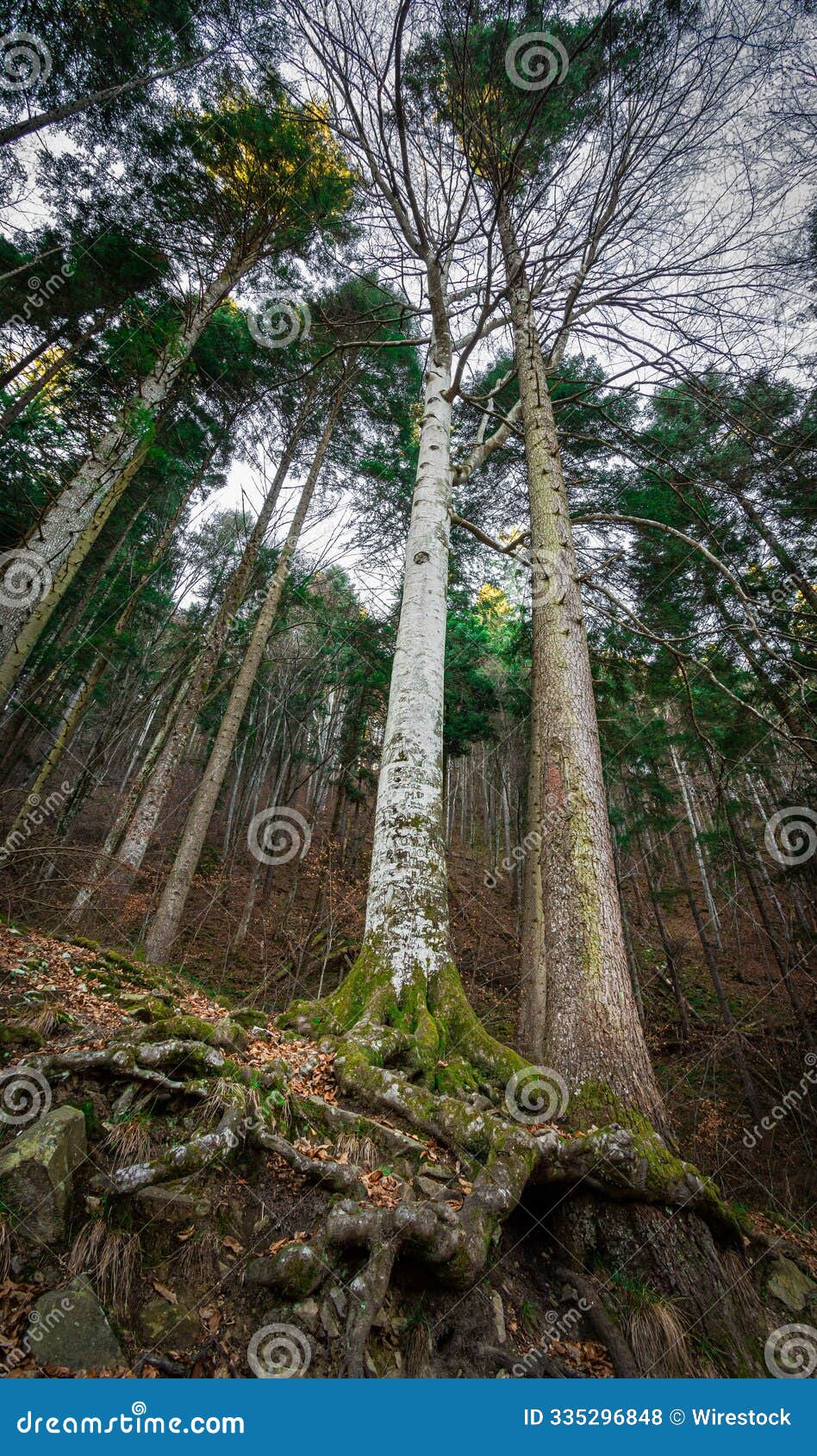 Scenic View of Tall Trees in a Dense Forest with Visible Roots Stock ...