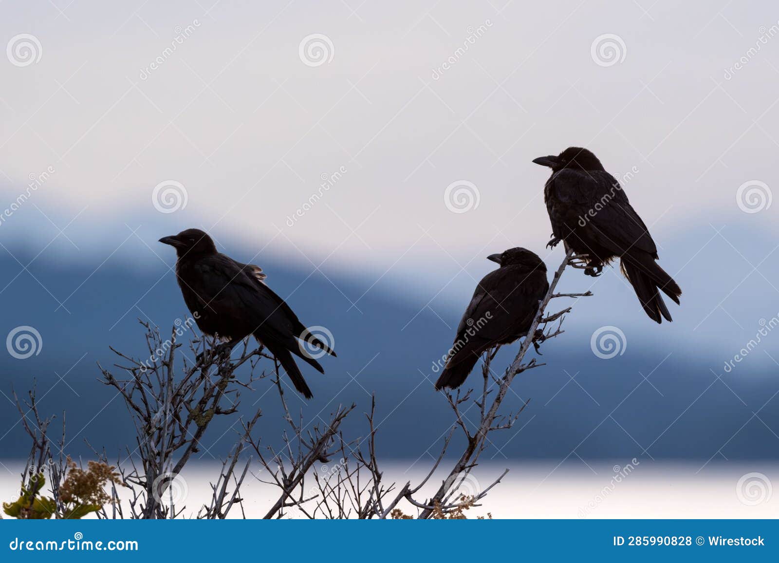 Scenic View of Three Ravens Standing on Tree Branches at Dawn Stock ...